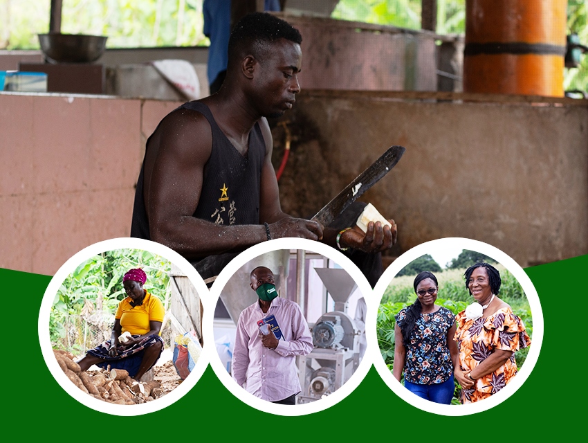 Ghana Cassava Industrialisation and Partnership Project-(GCIPP) | Agri-Impact Group