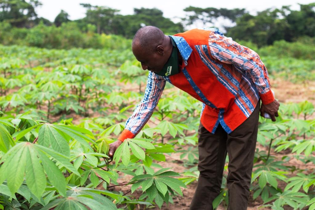 Agribusiness in Sustainable Natural African Plant Products (ASNAPP ...