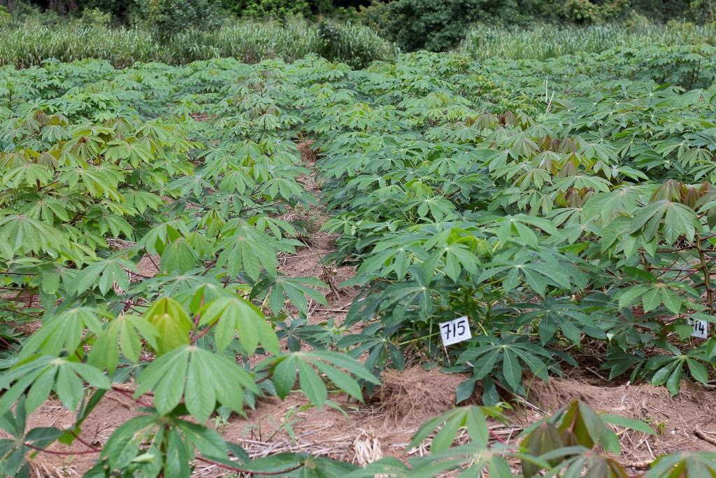 Agribusiness in Sustainable Natural African Plant Products (ASNAPP ...