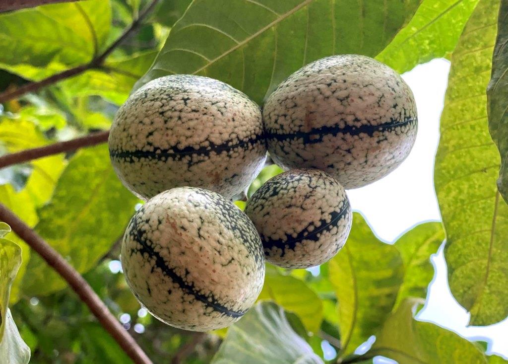 Agribusiness in Sustainable Natural African Plant Products (ASNAPP ...
